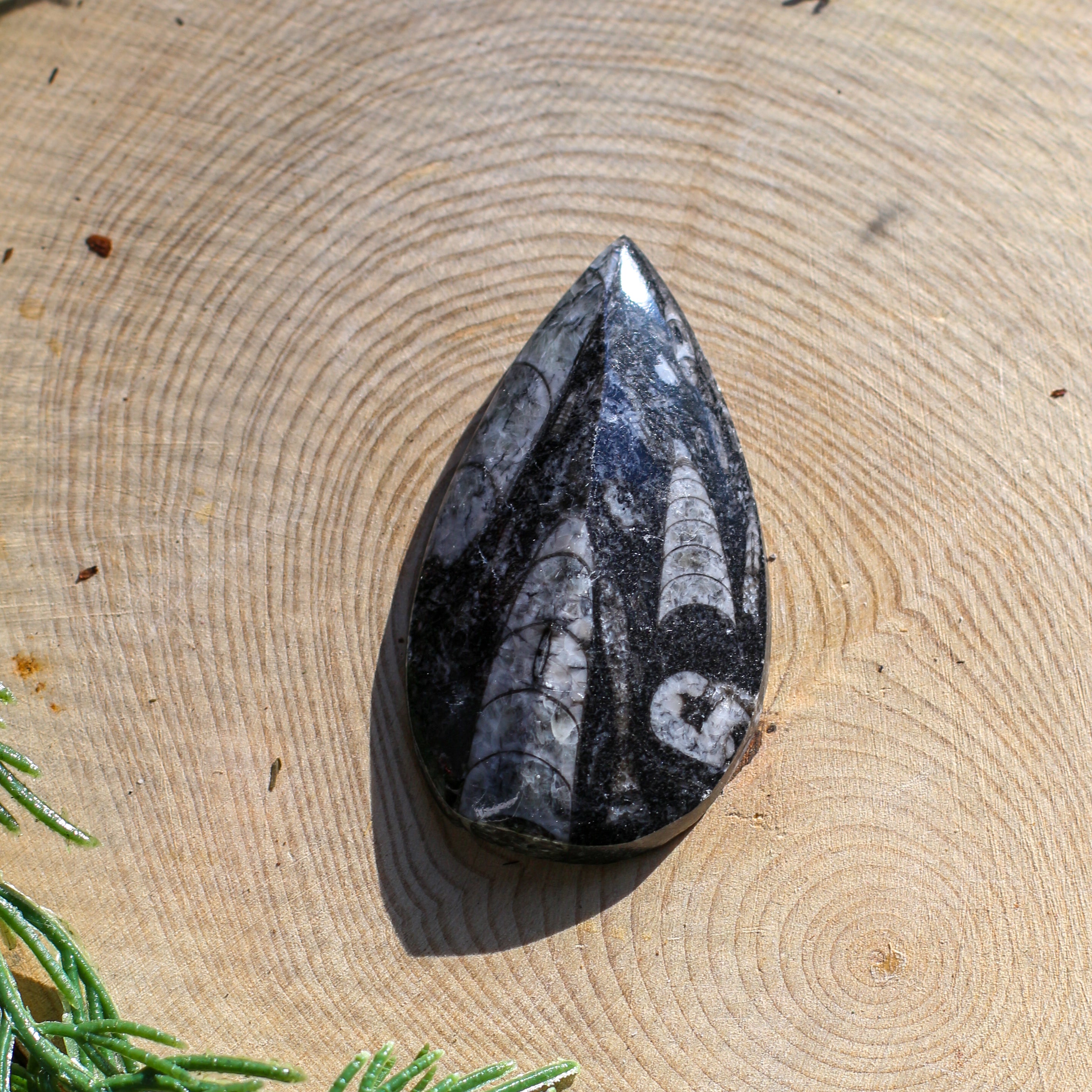 Orthoceras Fossil Palm Sized Specimen – Handmade By Hawes